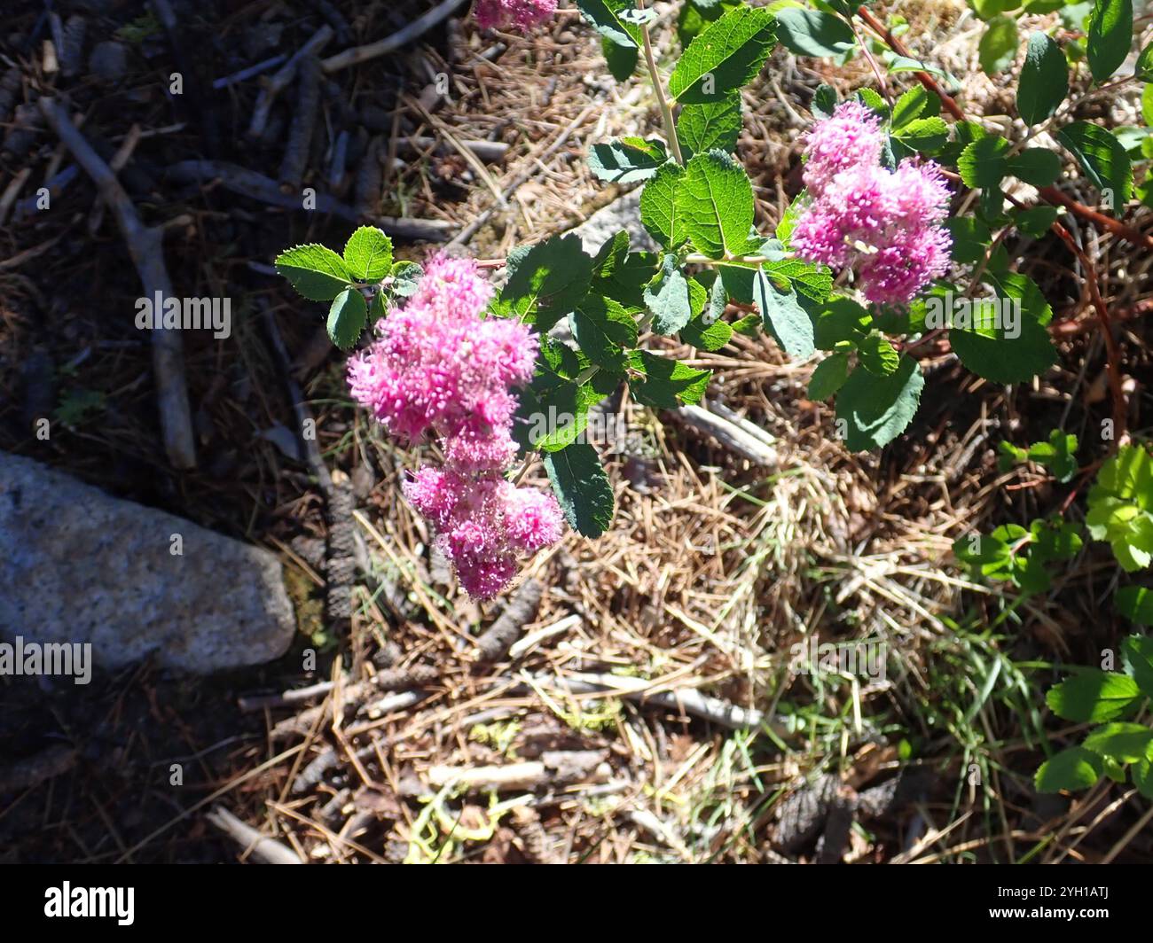 Mountain Spirea (Spiraea splendens Stock Photo - Alamy