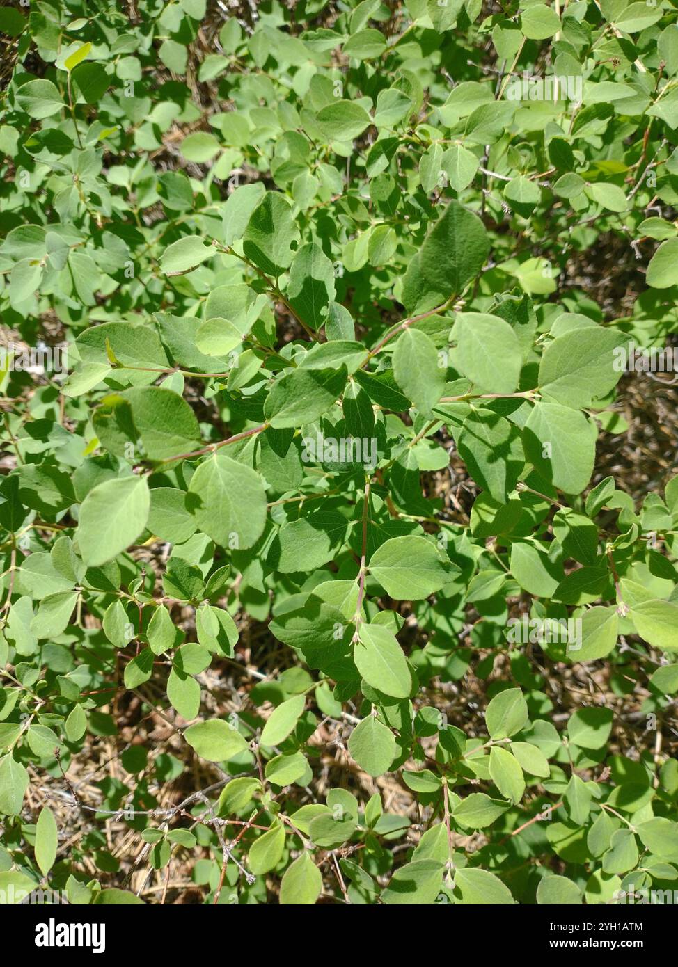 Roundleaf snowberry hi-res stock photography and images - Alamy