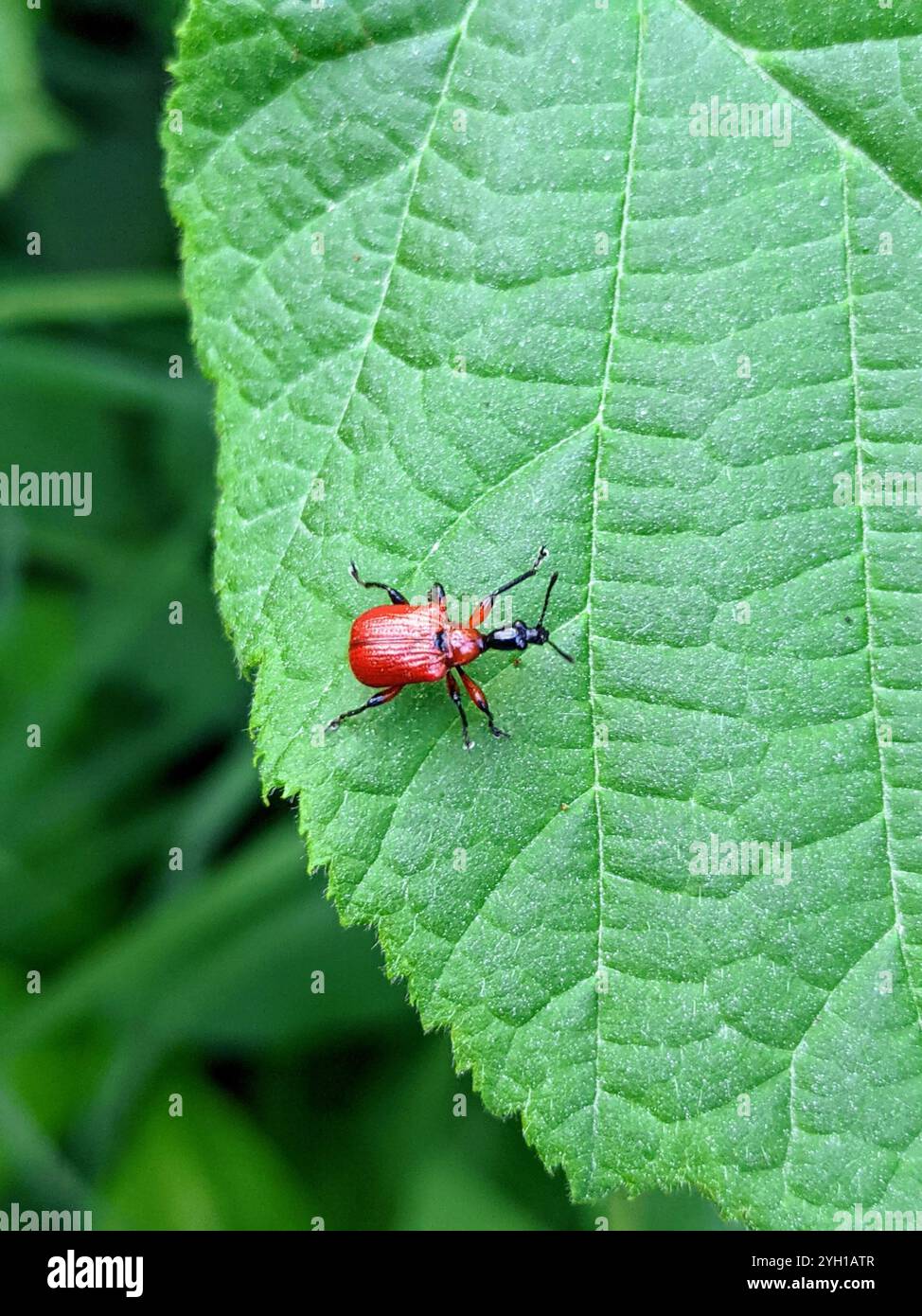 Hazel leaf-roller weevil (Apoderus coryli Stock Photo - Alamy