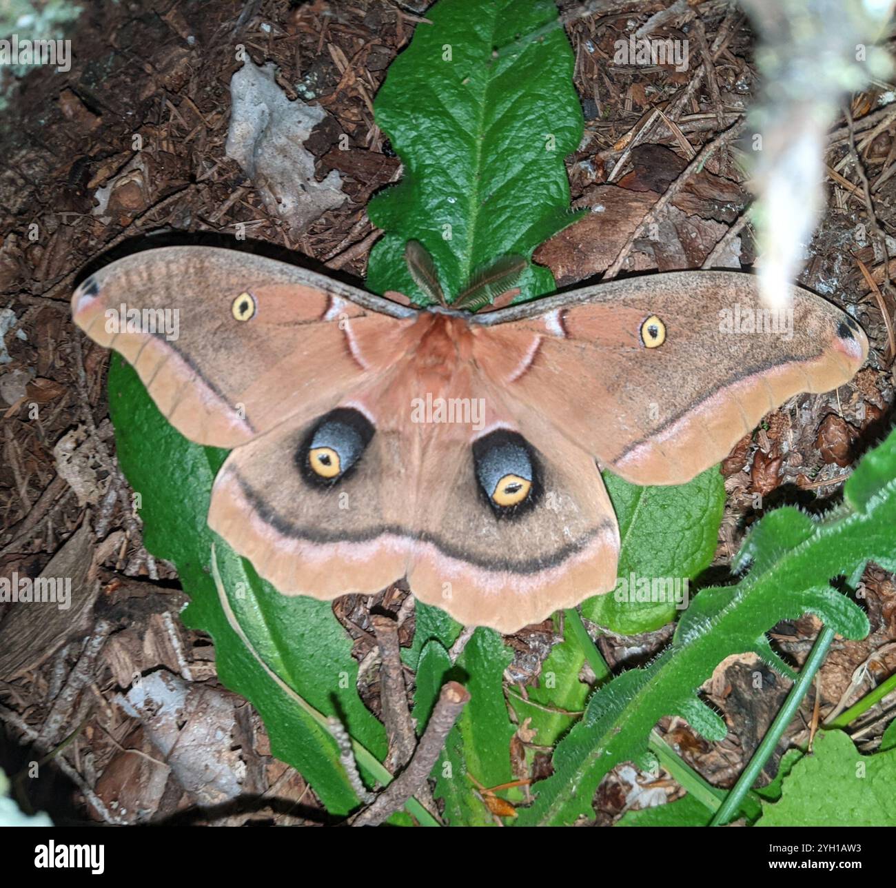 Polyphemus Moth (Antheraea polyphemus Stock Photo - Alamy
