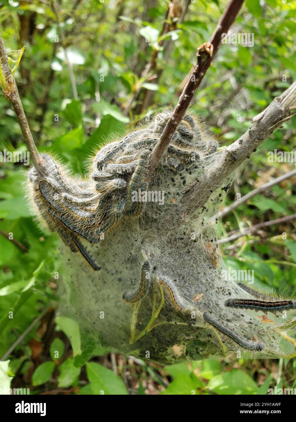 Tent caterpillar moths malacosoma hi-res stock photography and images ...