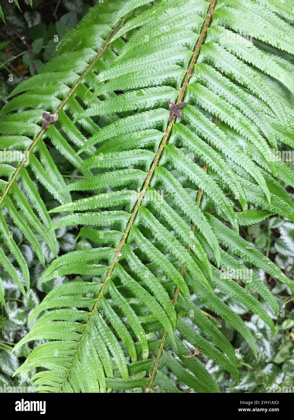western sword fern (Polystichum munitum Stock Photo - Alamy