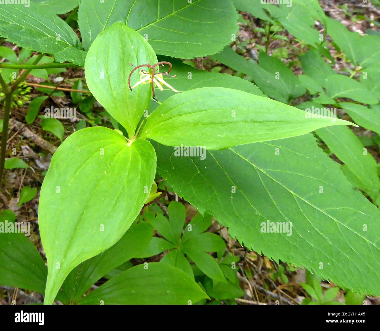 Cucumber Root (Medeola virginiana Stock Photo - Alamy