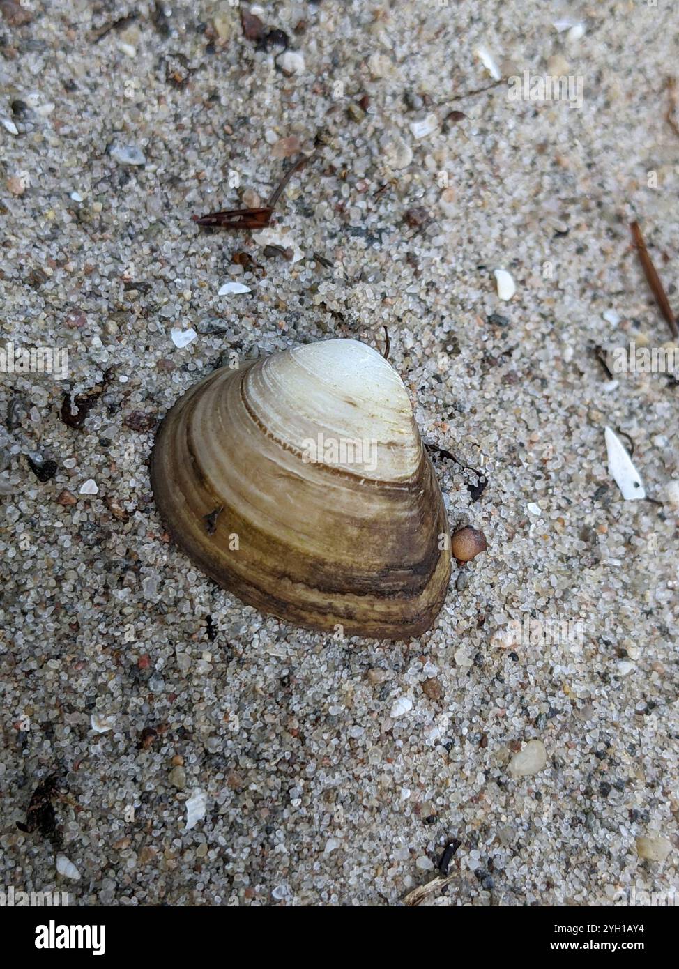 Atlantic Rangia (Rangia cuneata Stock Photo - Alamy