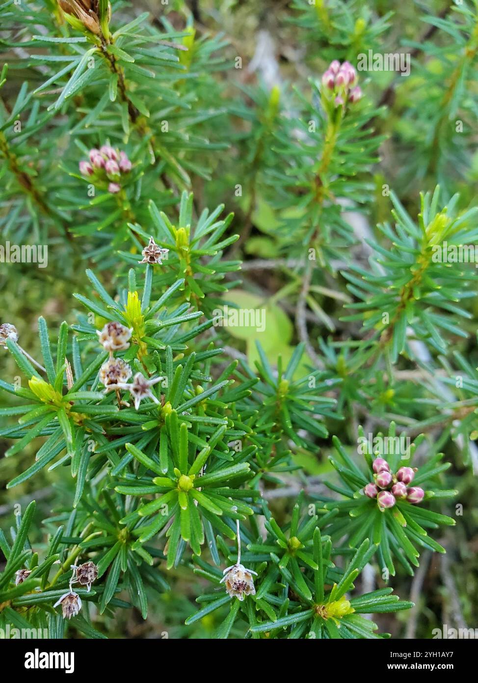 pink mountainheath (Phyllodoce empetriformis Stock Photo - Alamy