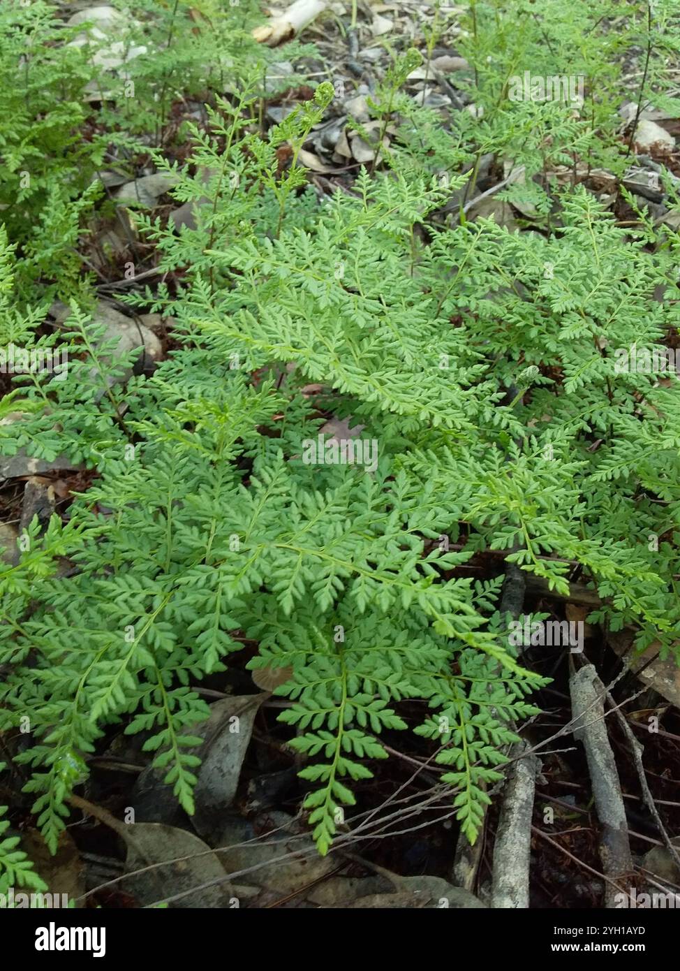 Rock Fern (Cheilanthes austrotenuifolia Stock Photo - Alamy