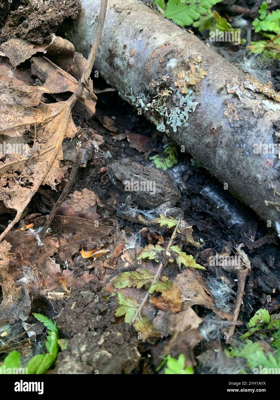 Western Toad (Anaxyrus boreas Stock Photo - Alamy