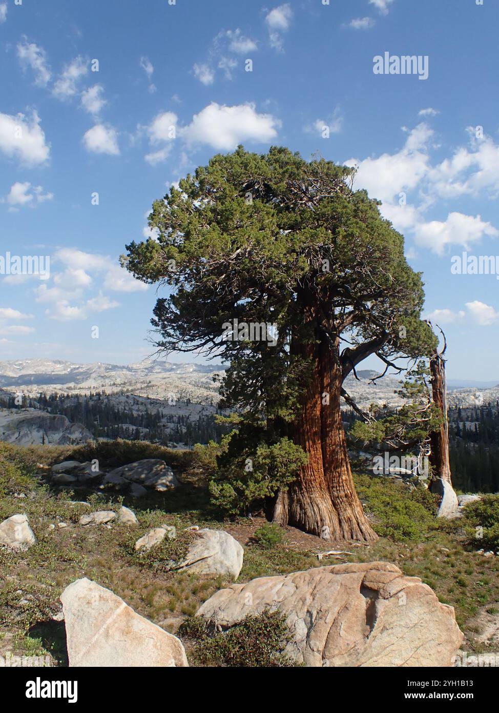 Sierra juniper (Juniperus grandis Stock Photo - Alamy