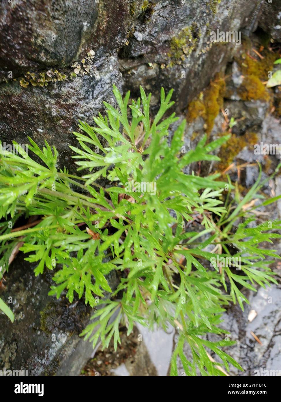 Cutleaf Anemone (Anemone multifida Stock Photo - Alamy