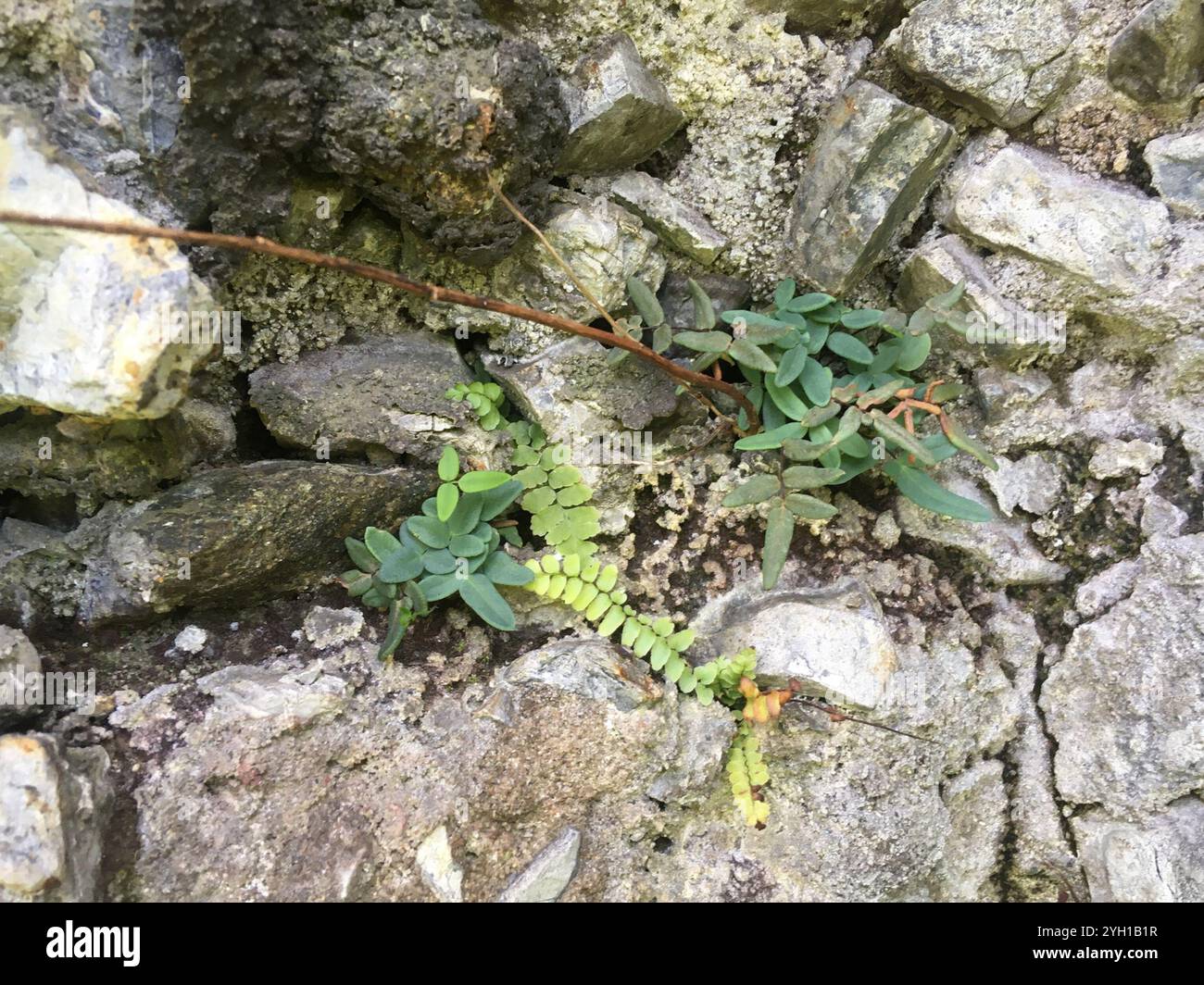 smooth cliffbrake (Pellaea glabella Stock Photo - Alamy