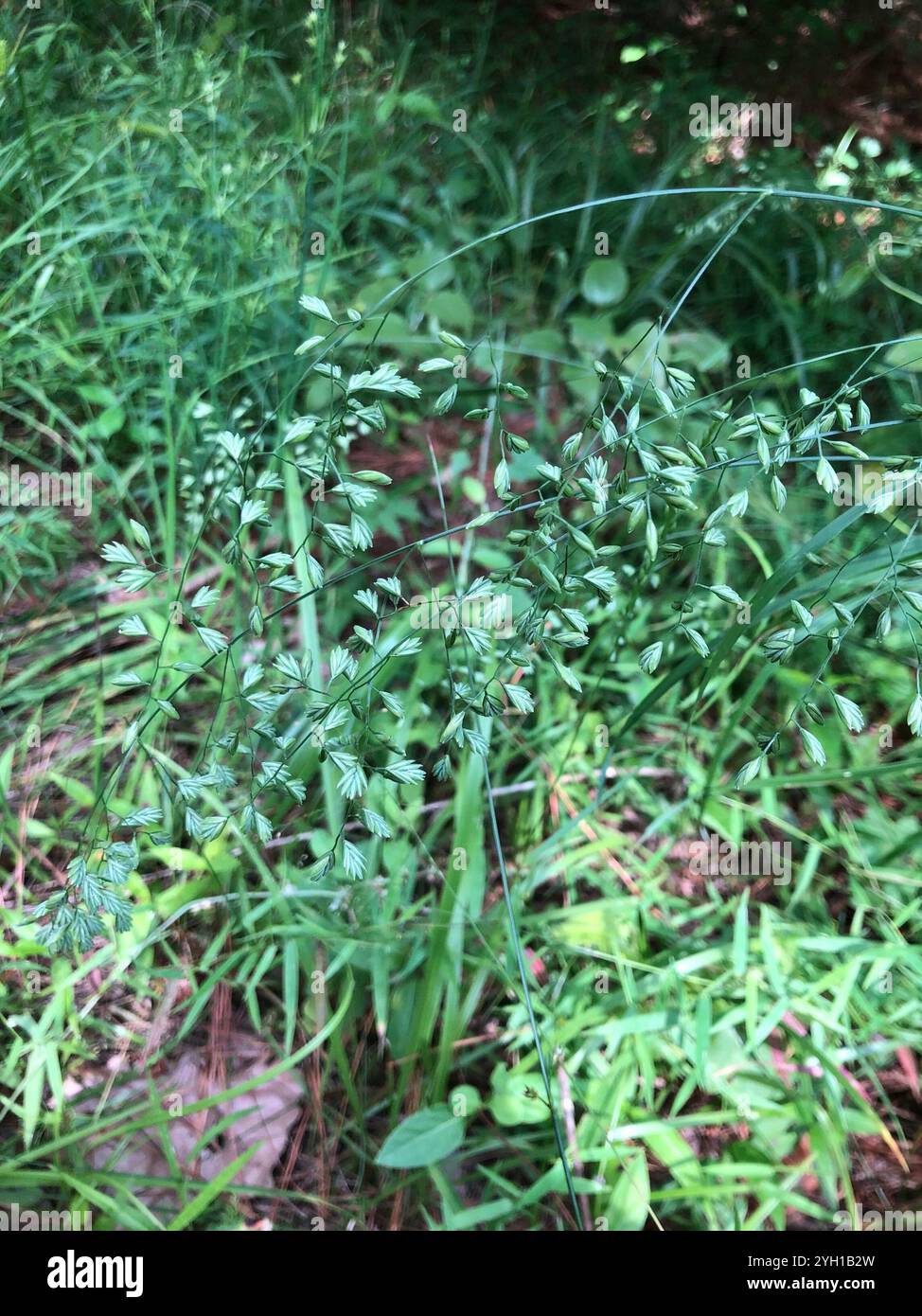 Clustered Fescue (Festuca paradoxa Stock Photo - Alamy