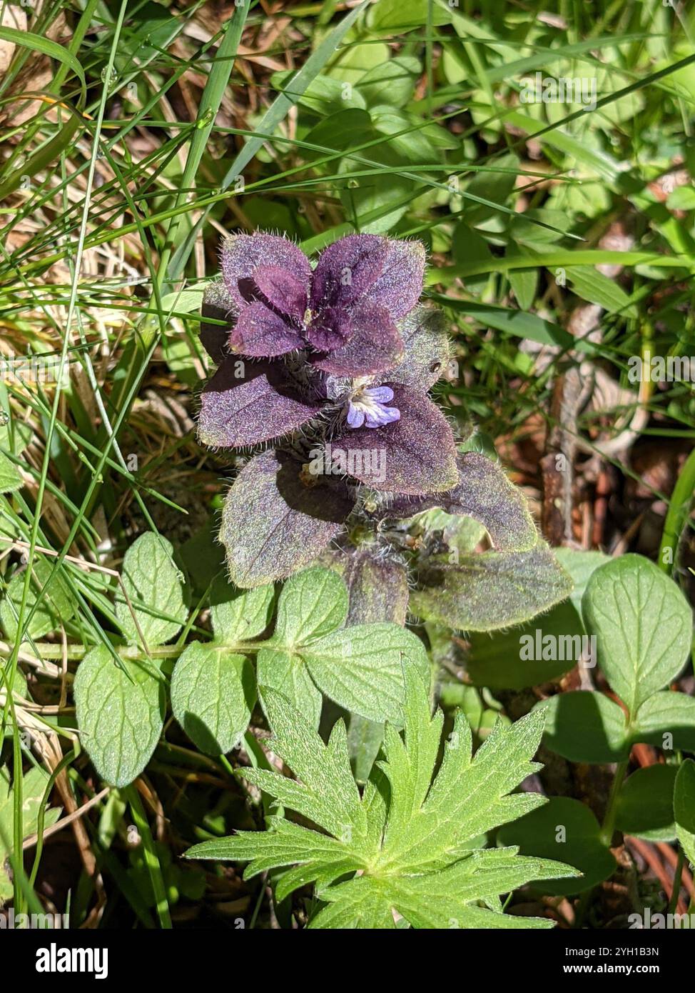 Pyramidal Bugle (Ajuga pyramidalis Stock Photo - Alamy