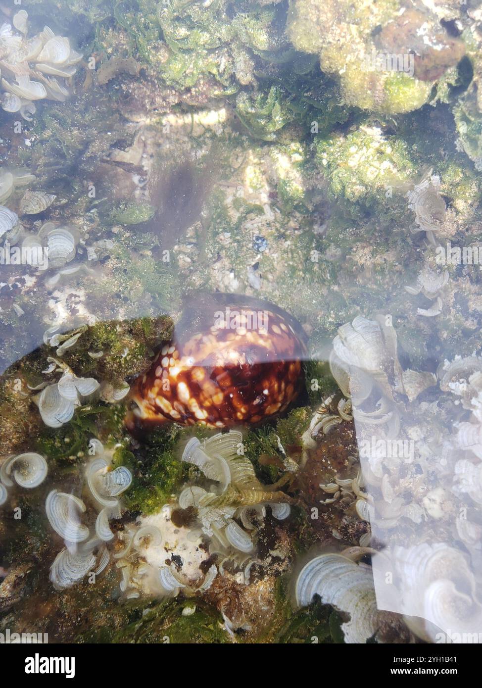 Humpback cowry mauritia mauritiana hi-res stock photography and images ...