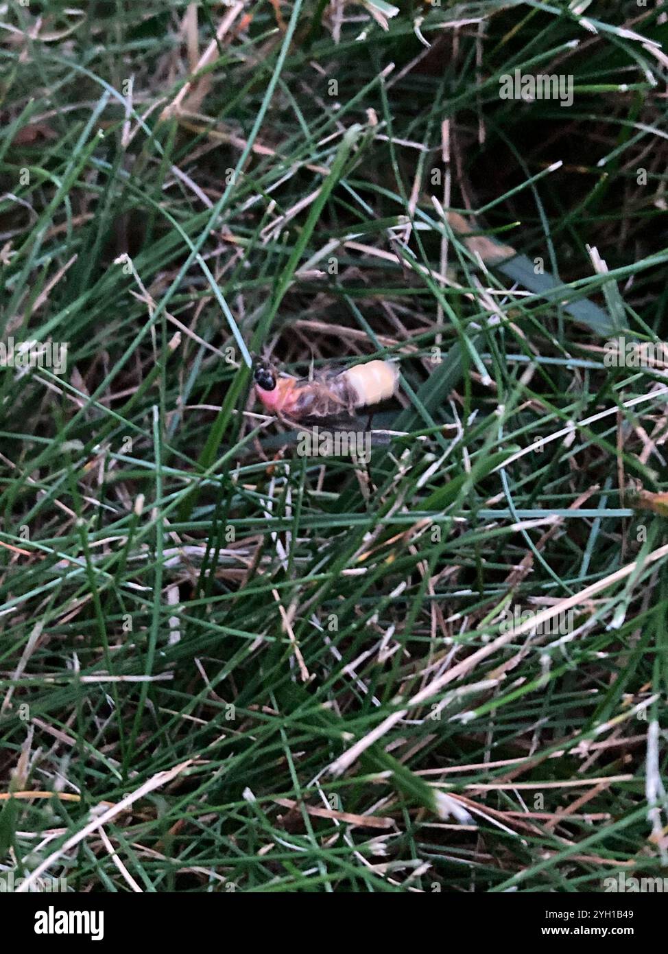 Common Eastern Firefly (Photinus pyralis Stock Photo - Alamy
