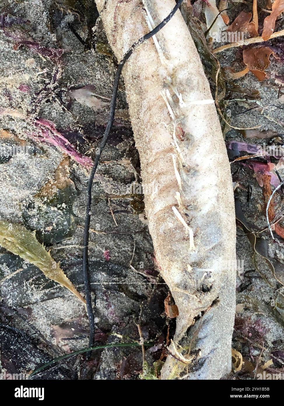 Lingcod (Ophiodon elongatus Stock Photo - Alamy