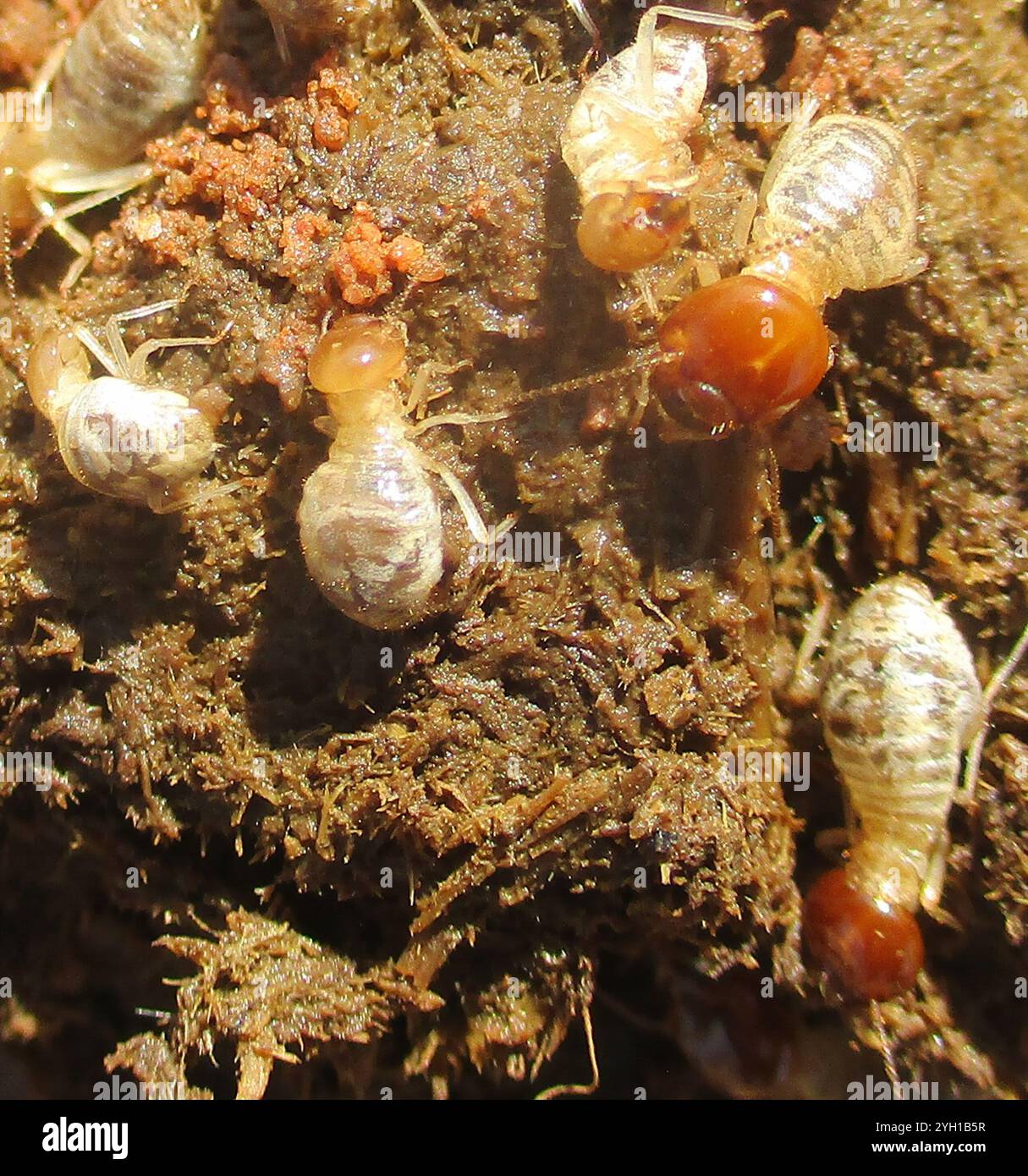 Termites fungus hi-res stock photography and images - Alamy