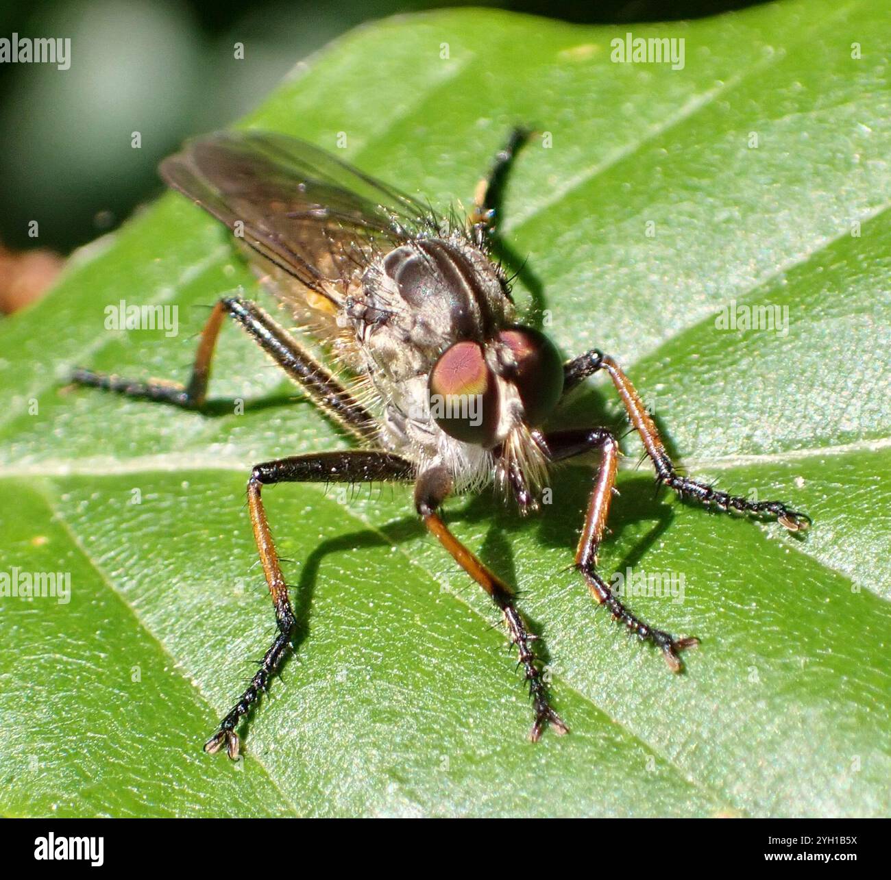 Common Awl Robber Fly (Neoitamus cyanurus Stock Photo - Alamy