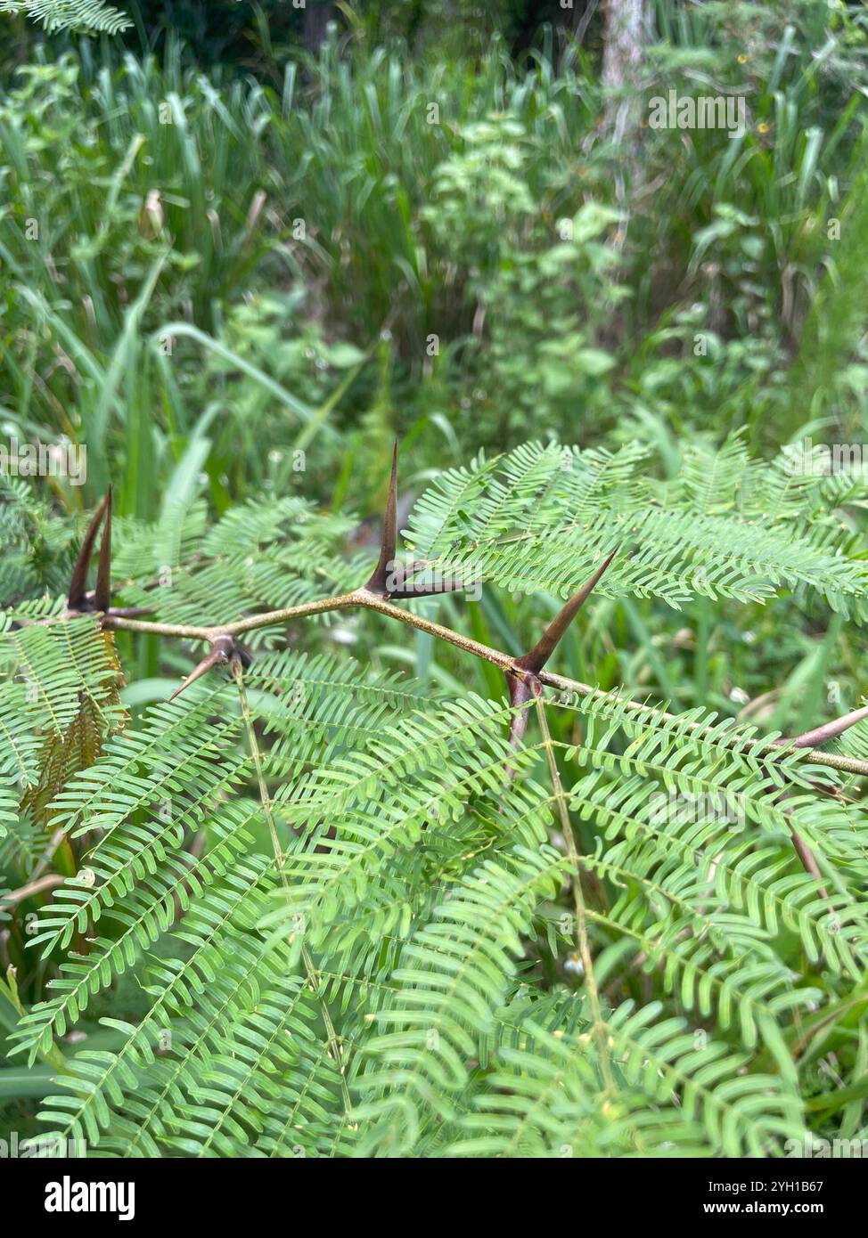 bullhorn acacia (Vachellia cornigera Stock Photo - Alamy