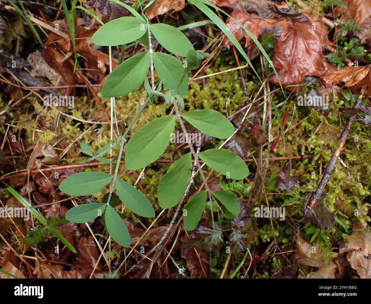 Sierra Nevada Peavine (Lathyrus nevadensis Stock Photo - Alamy