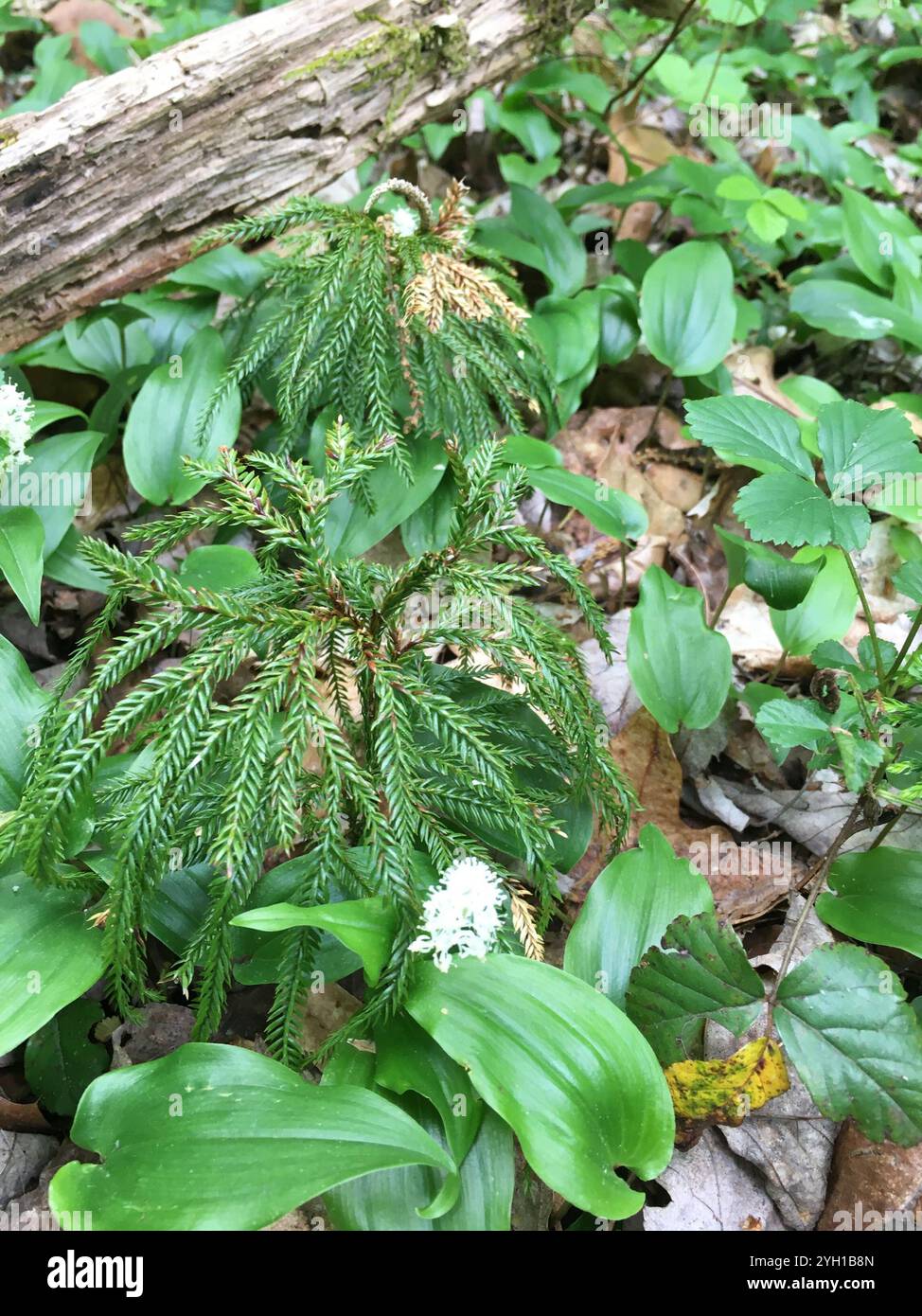 flat-branched tree-clubmoss (Dendrolycopodium obscurum Stock Photo - Alamy