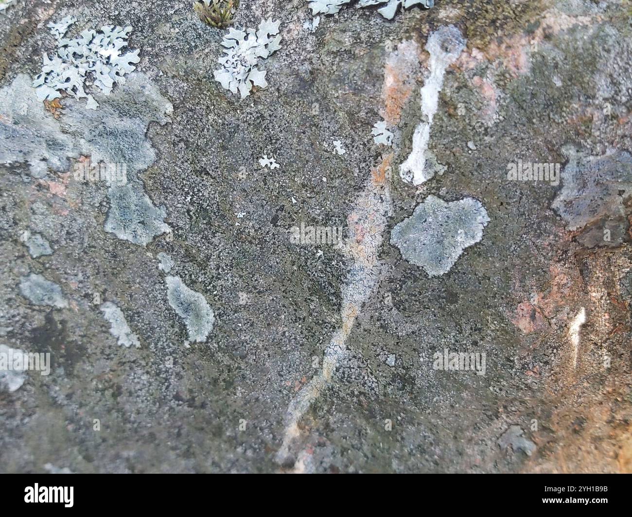common lichens (Lecanoromycetes Stock Photo - Alamy