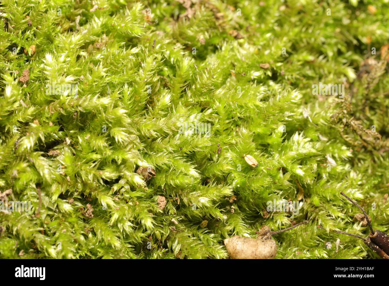 Rough-stalked Feather-moss (Brachythecium rutabulum Stock Photo - Alamy