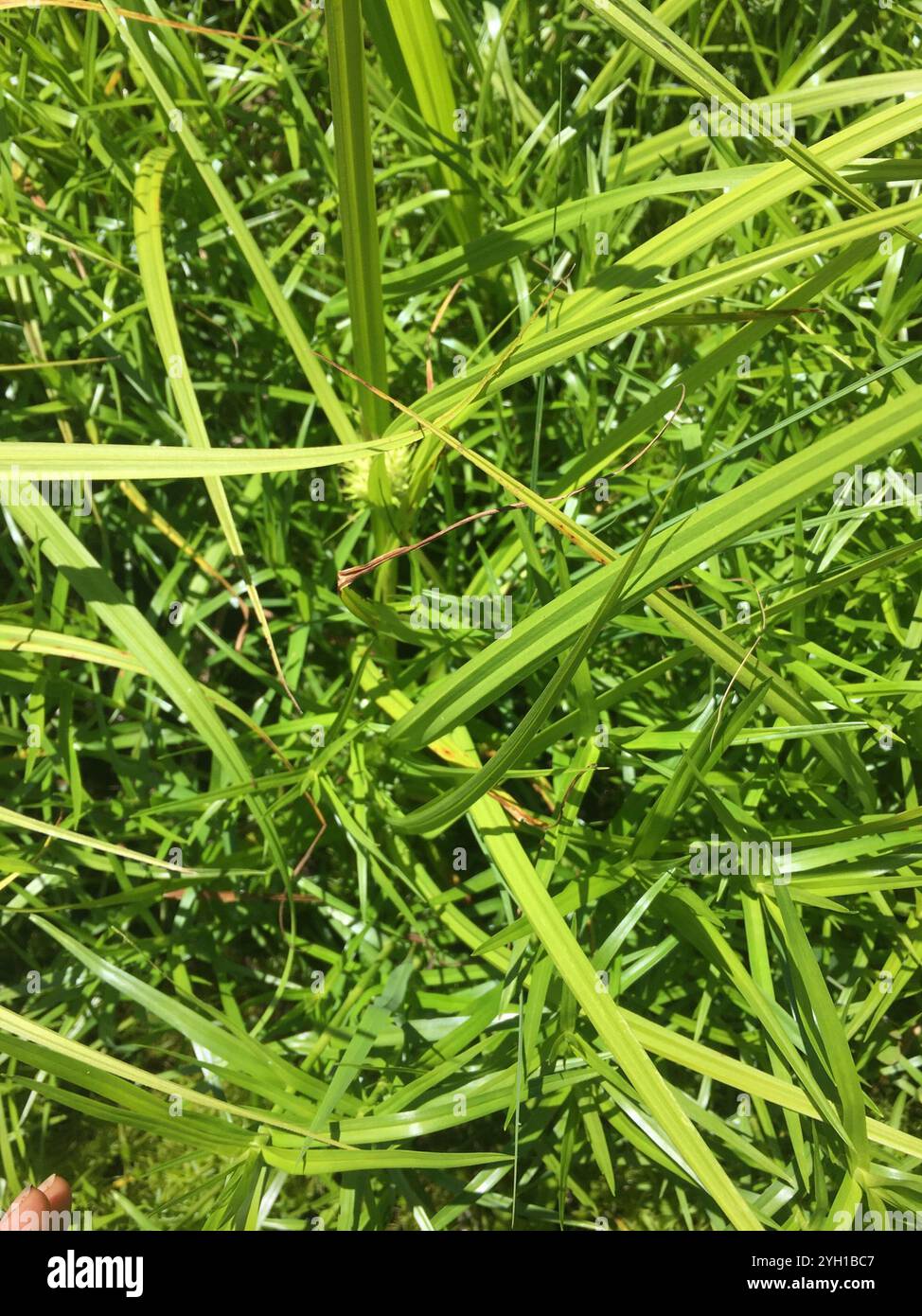 hop sedge (Carex lupulina Stock Photo - Alamy