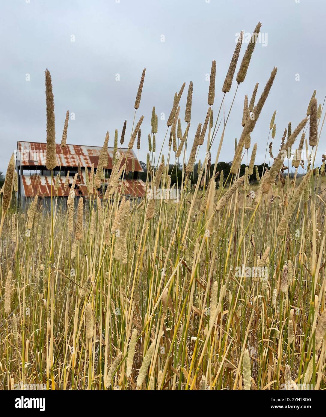 Phalaris aquatica hi-res stock photography and images - Alamy