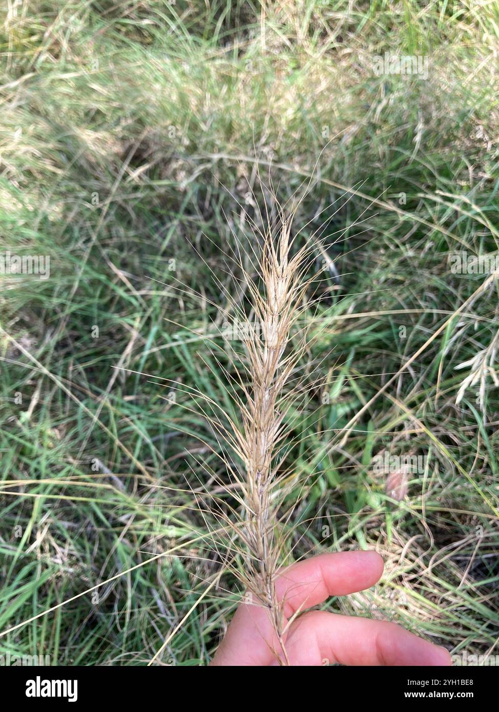 Canada wild rye (Elymus canadensis Stock Photo - Alamy