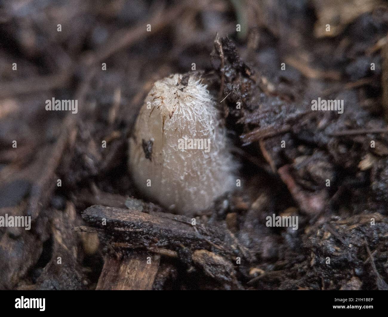 Brittlestems and Allies (Psathyrellaceae Stock Photo - Alamy
