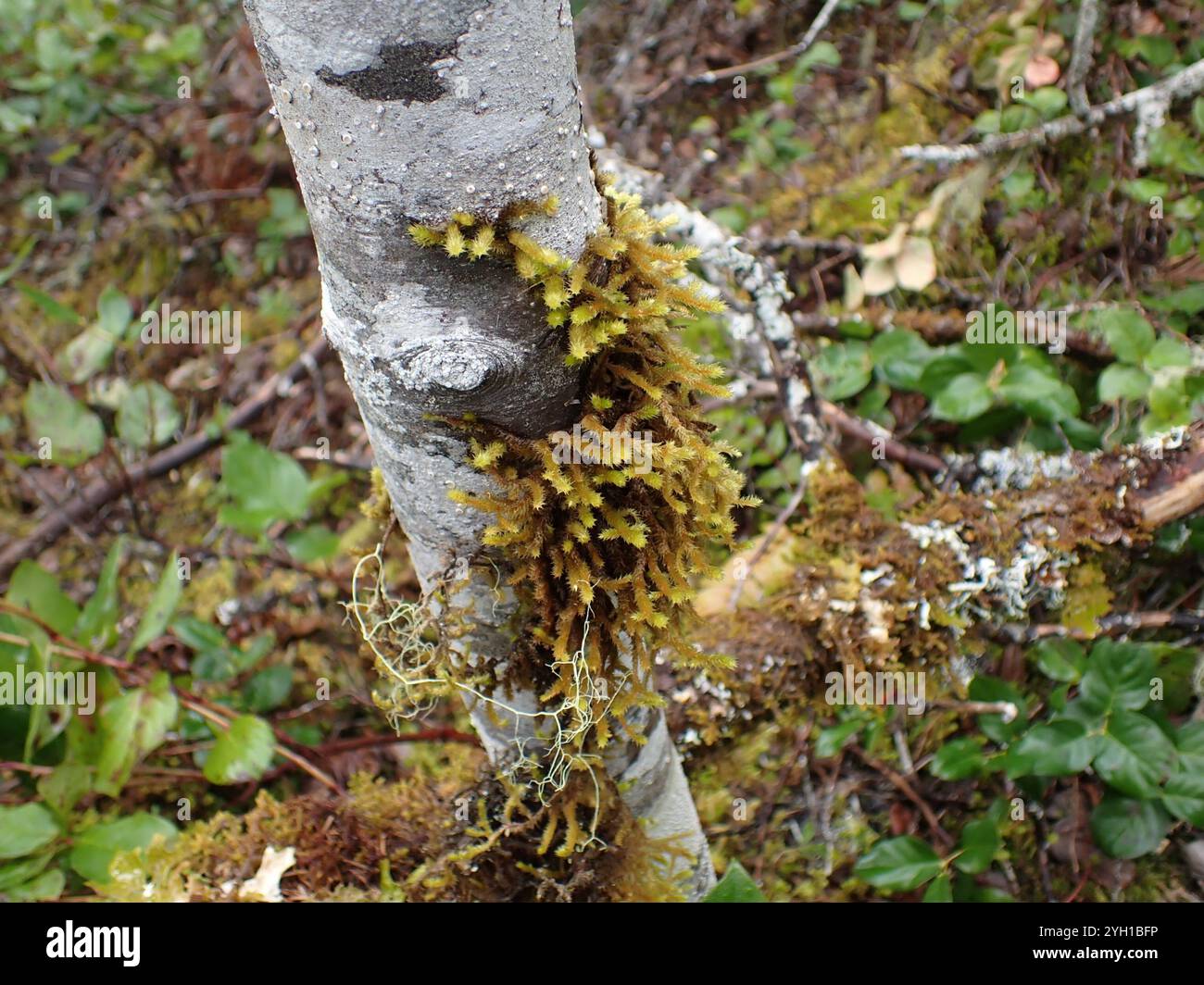 Pendulous Wing-moss (Antitrichia curtipendula Stock Photo - Alamy