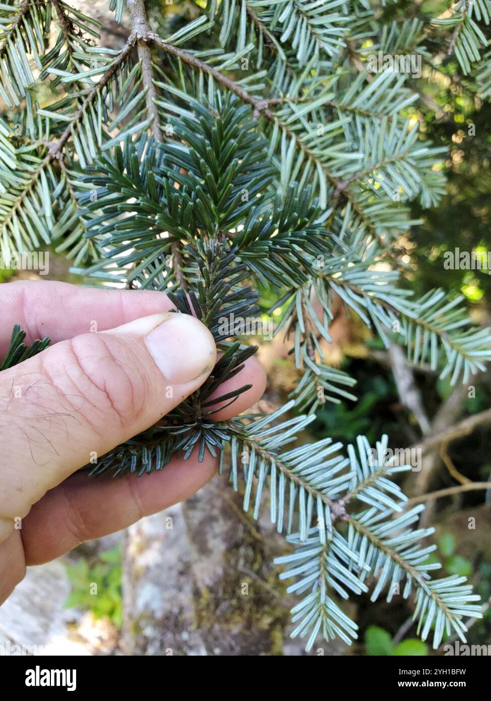Pacific silver fir (Abies amabilis Stock Photo - Alamy