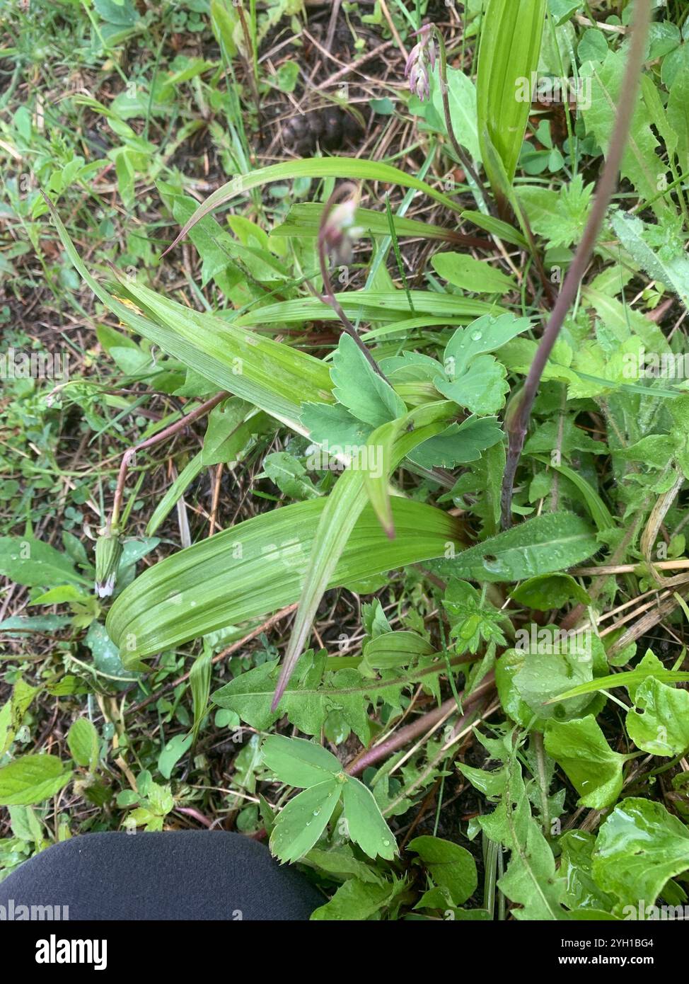 bronze-bells (Anticlea occidentalis Stock Photo - Alamy