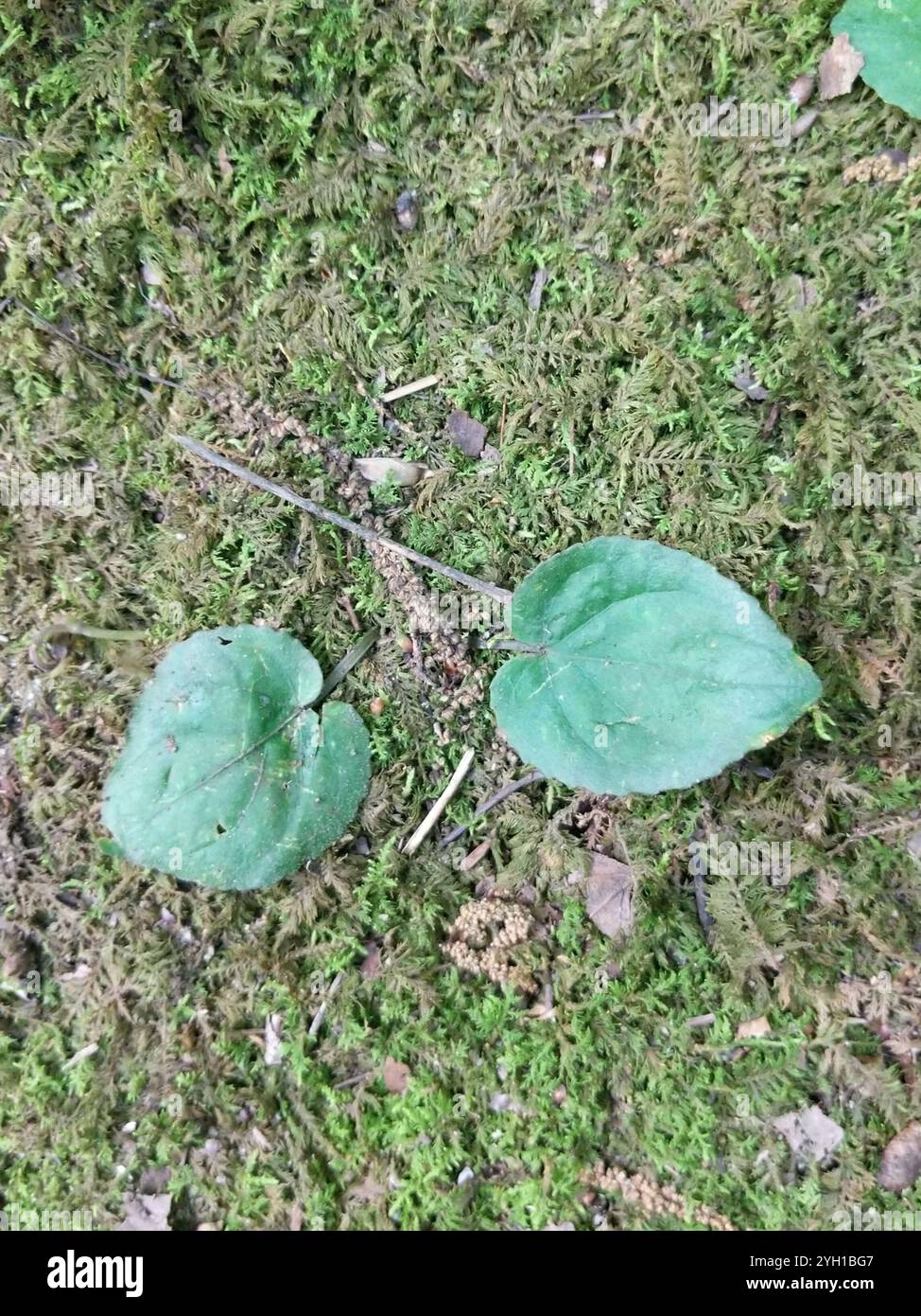 Round-leaved Violet (Viola rotundifolia Stock Photo - Alamy