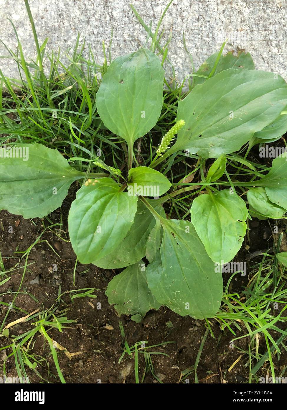 American plantain (Plantago rugelii Stock Photo - Alamy