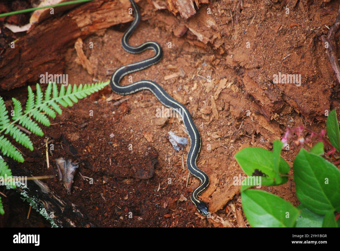 Puget Sound Garter Snake (Thamnophis sirtalis pickeringii Stock Photo ...