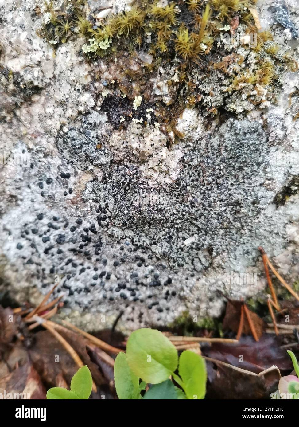 Tile Lichens (Lecidea Stock Photo - Alamy