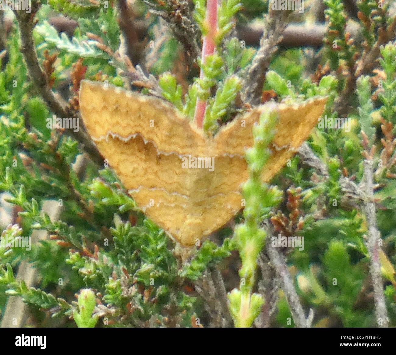 Yellow Shell Moth (Camptogramma bilineata Stock Photo - Alamy