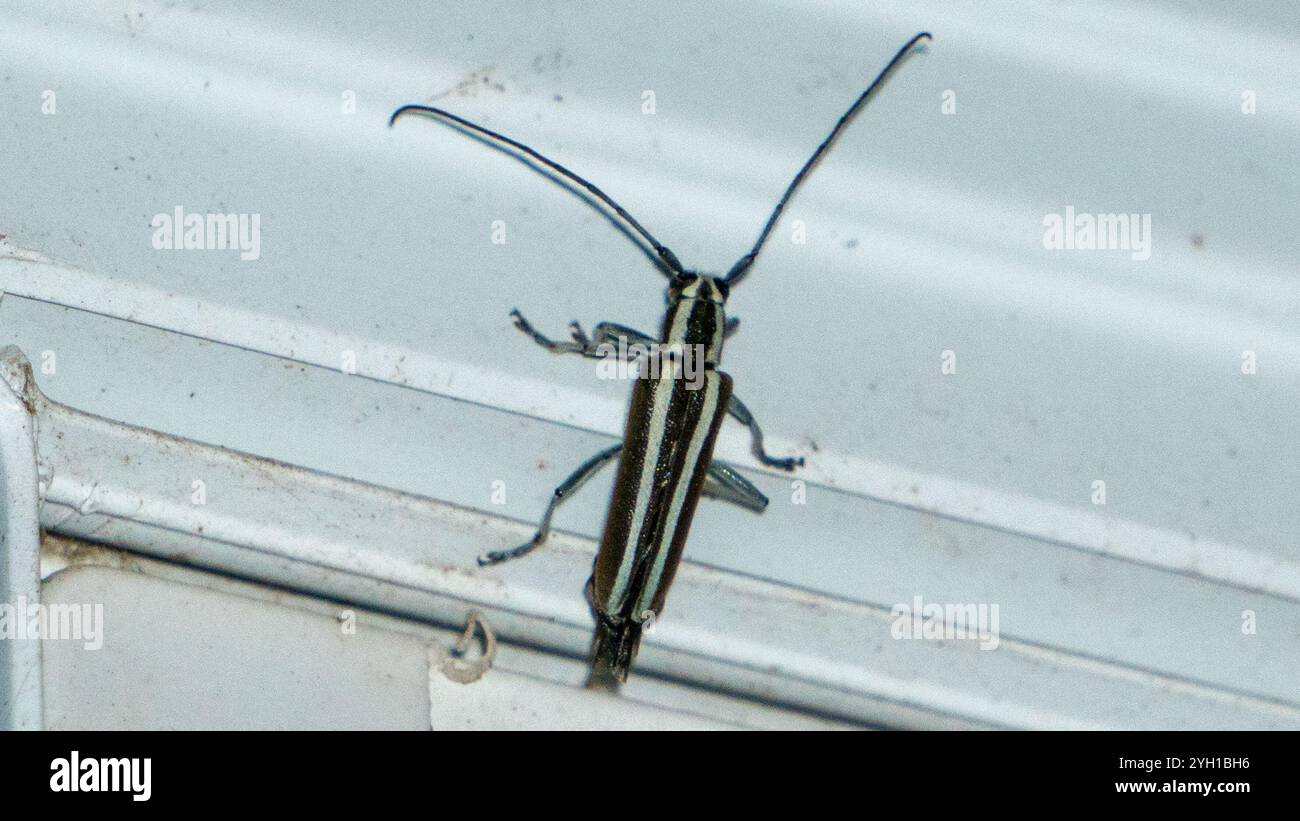 Round-headed Apple Tree Borer (Saperda candida Stock Photo - Alamy