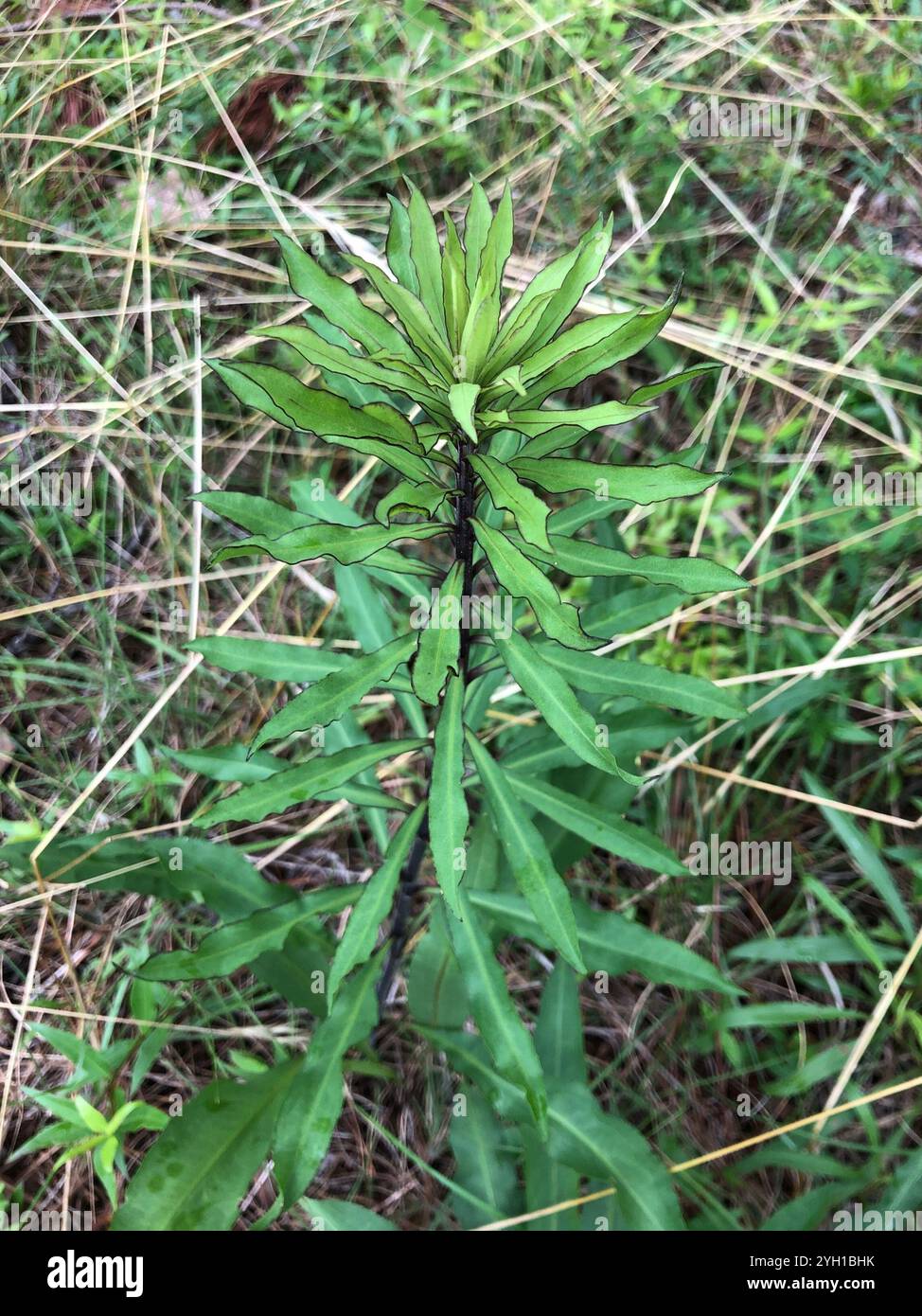 Appalachian blazing star (Liatris squarrulosa Stock Photo - Alamy