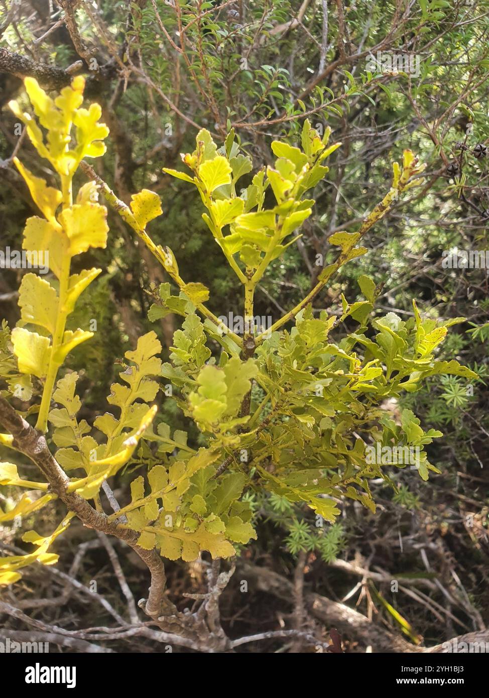 celery pine (Phyllocladus trichomanoides Stock Photo - Alamy