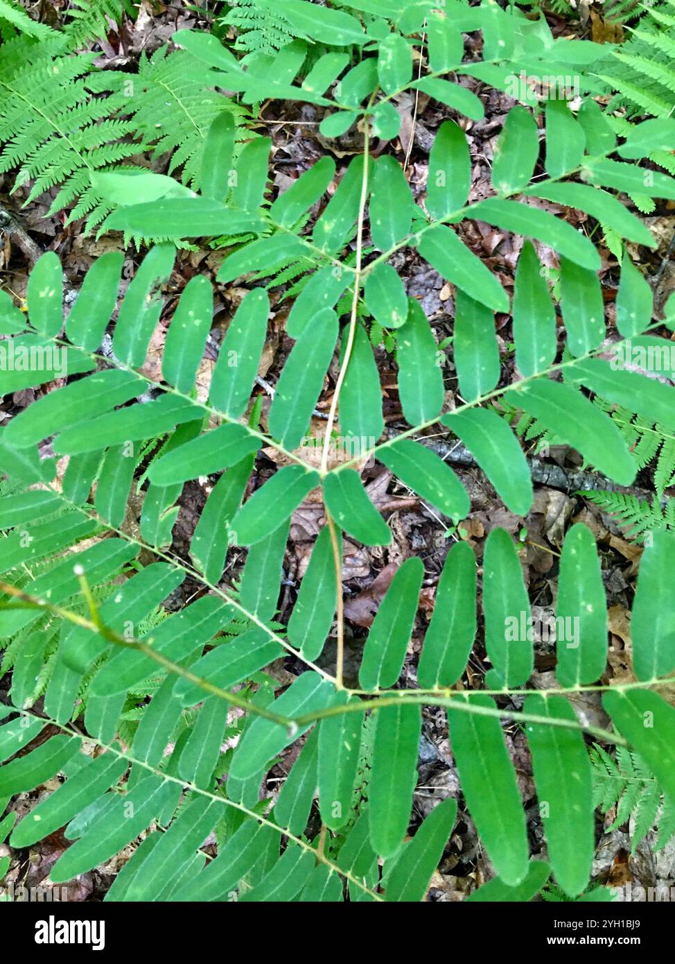 American Royal Fern (Osmunda spectabilis Stock Photo - Alamy