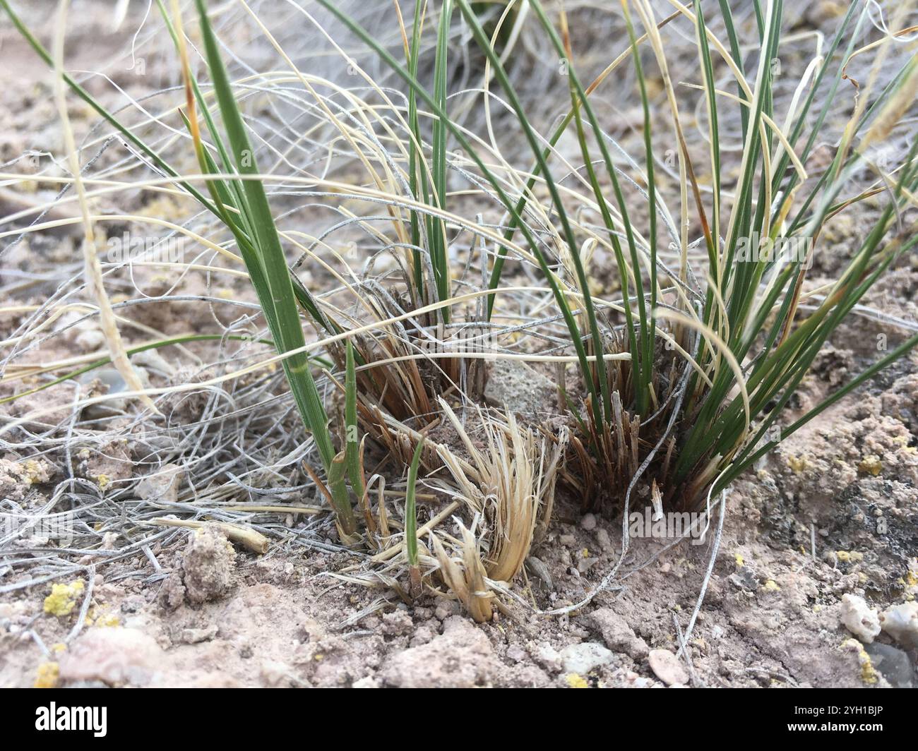 threadleaf sedge (Carex filifolia Stock Photo - Alamy