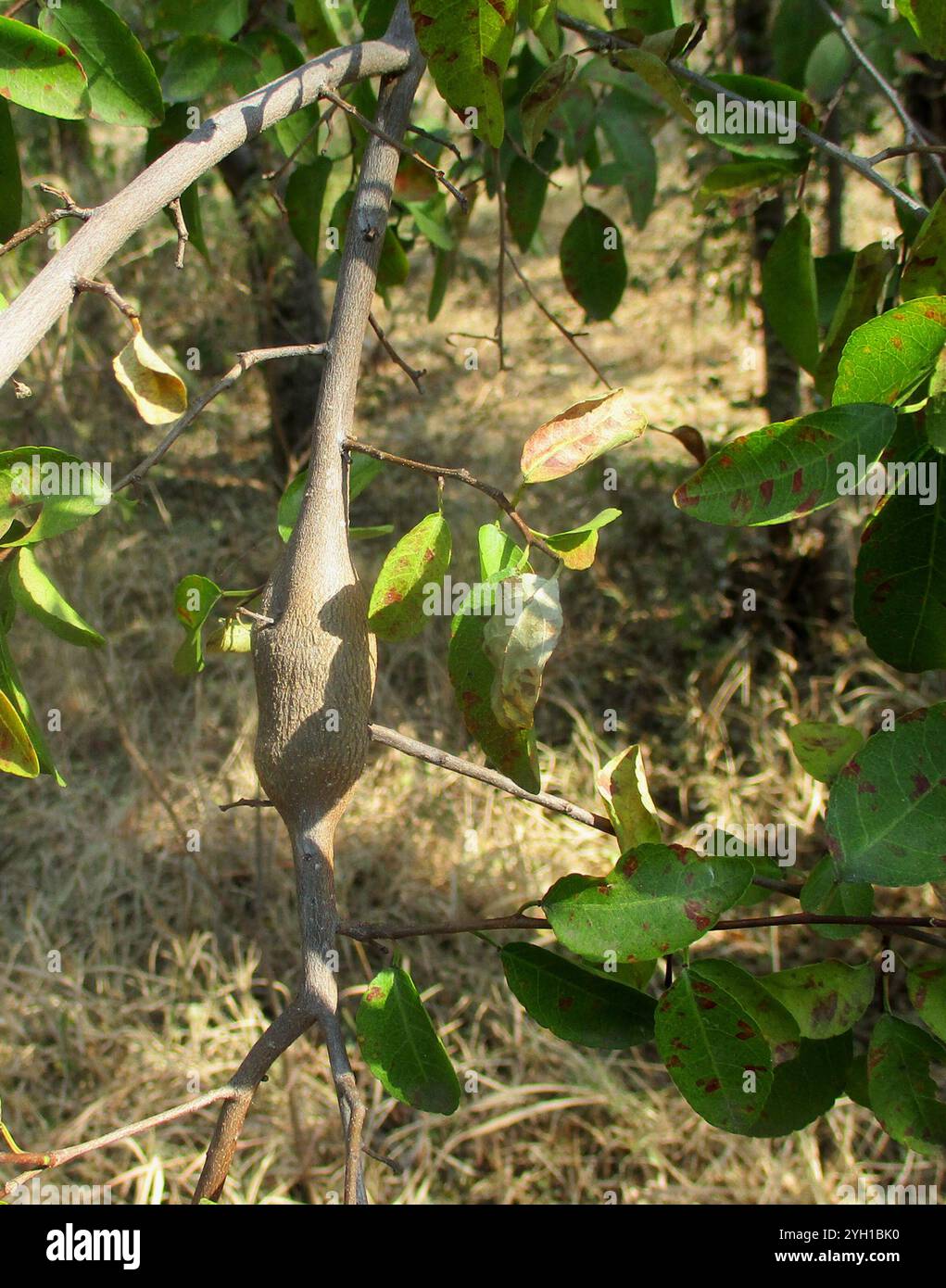 tamboti (Spirostachys africana Stock Photo - Alamy