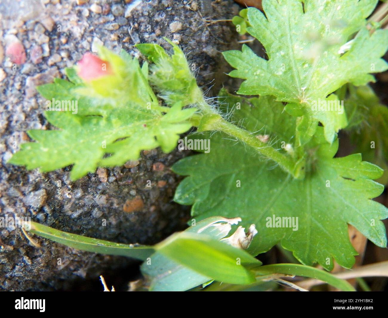 Carolina Bristlemallow (Modiola caroliniana Stock Photo - Alamy