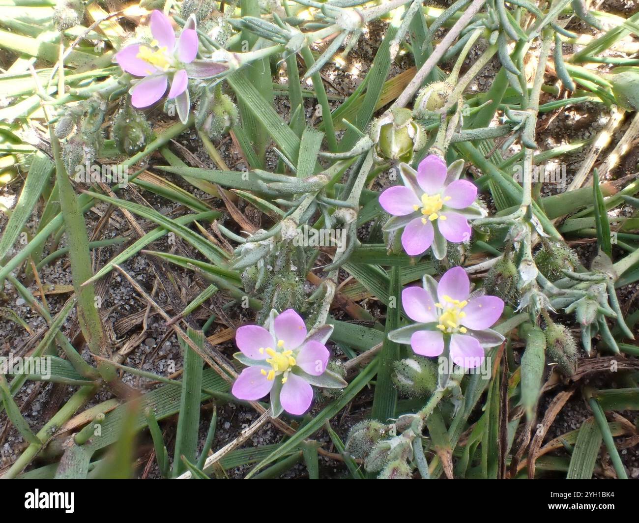 Red Sand Spurrey (Spergularia rubra Stock Photo - Alamy