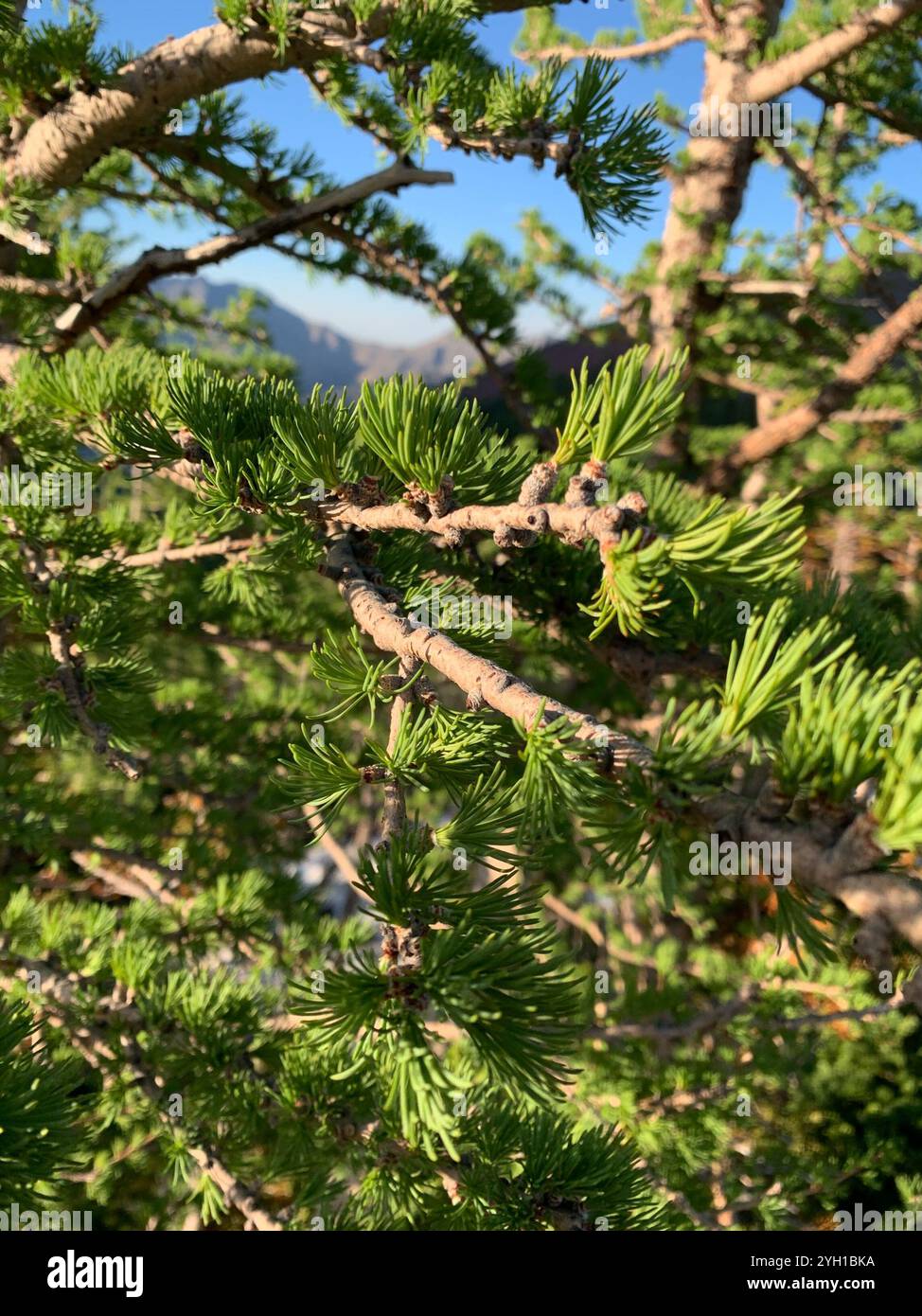subalpine larch (Larix lyallii Stock Photo - Alamy