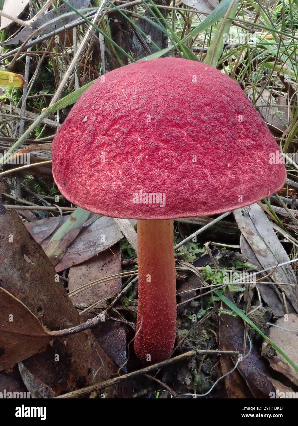 rhubarb bolete (Boletellus obscurecoccineus Stock Photo - Alamy