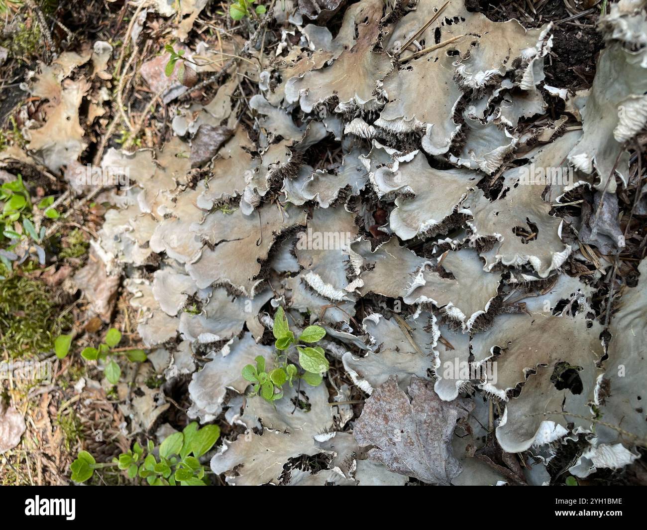dog pelt lichen (Peltigera canina Stock Photo - Alamy