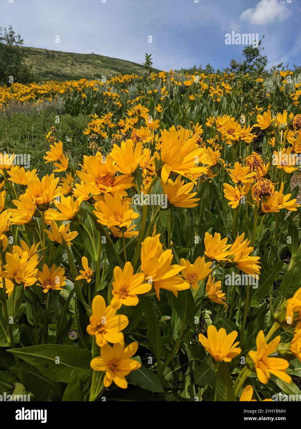Wyethia amplexicaulis hi-res stock photography and images - Alamy